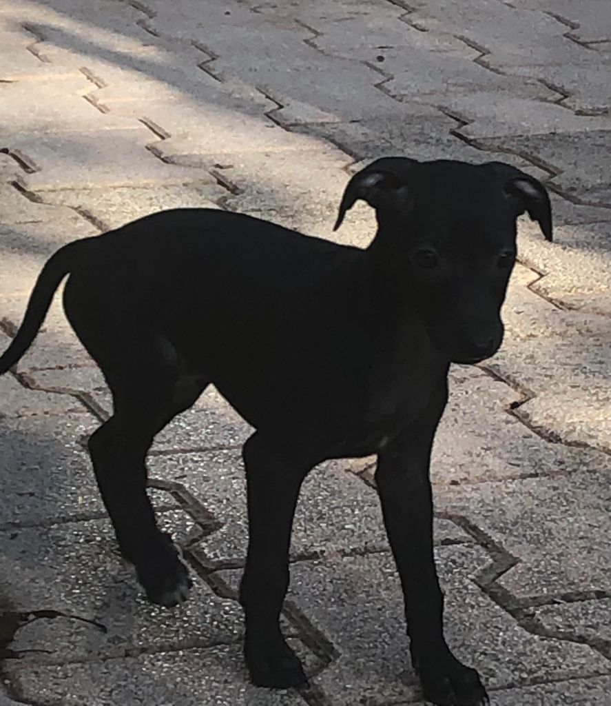 Chiots à vendre - Elevage des pierres de jade - eleveur de chiens Petit ...